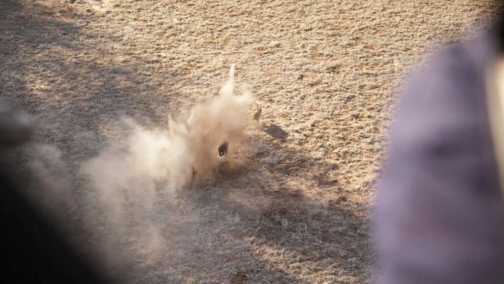 Helicopter Hog Hunt - Heli-Hunter